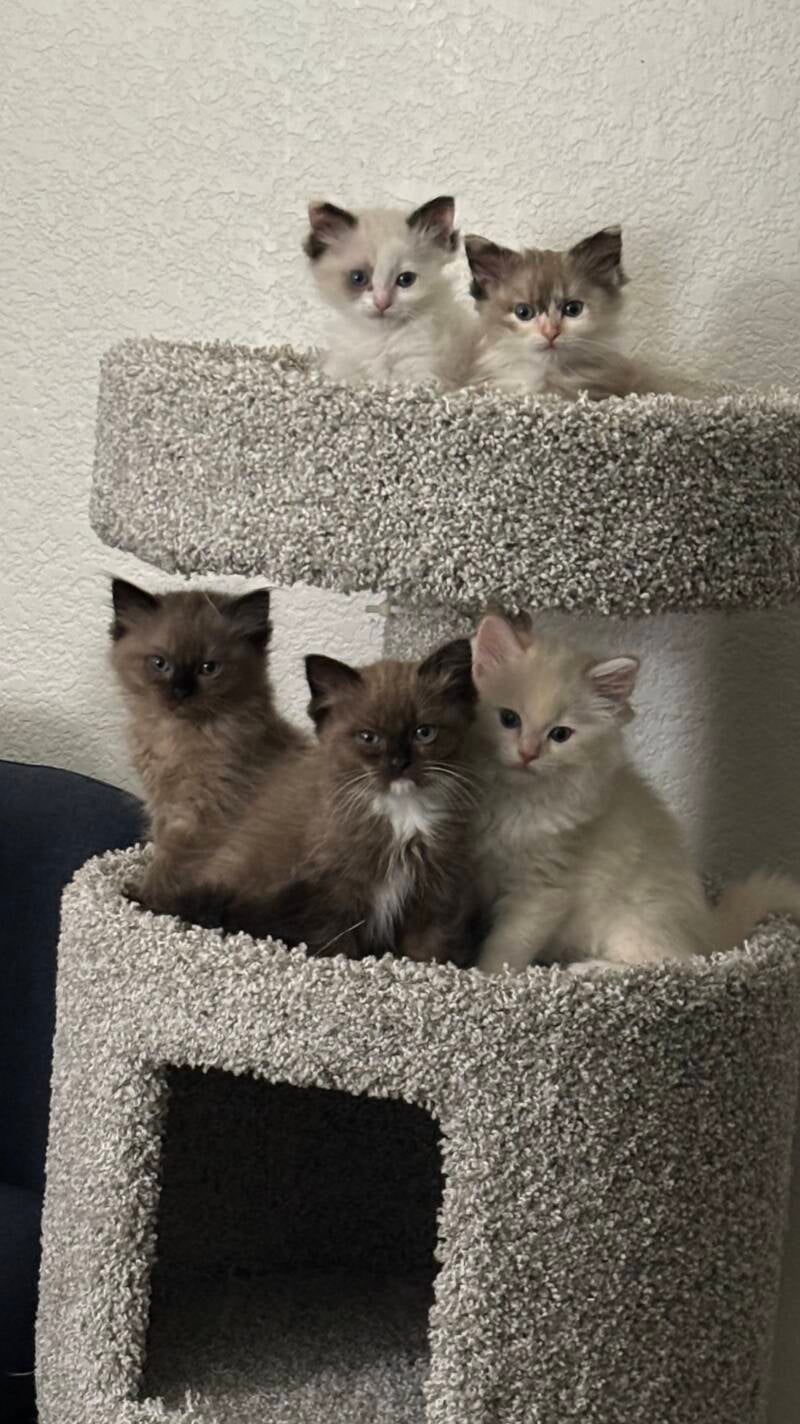 RuggedRagdolls Arizona