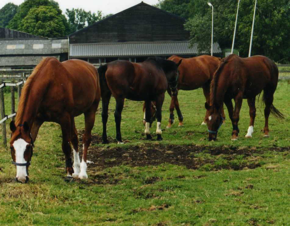 Lessen | Elge voor paard en ruiter