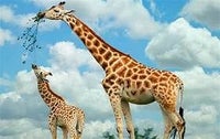 Gewicht lengte en leeftijd. | De Giraffe