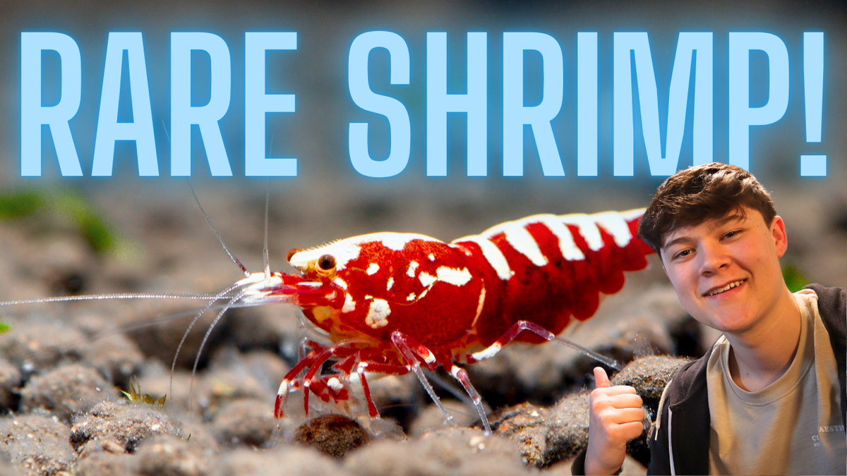 Getting NEW *RARE* Galaxy Fishbone Shrimp! (Breeding Project) / YouTube ...