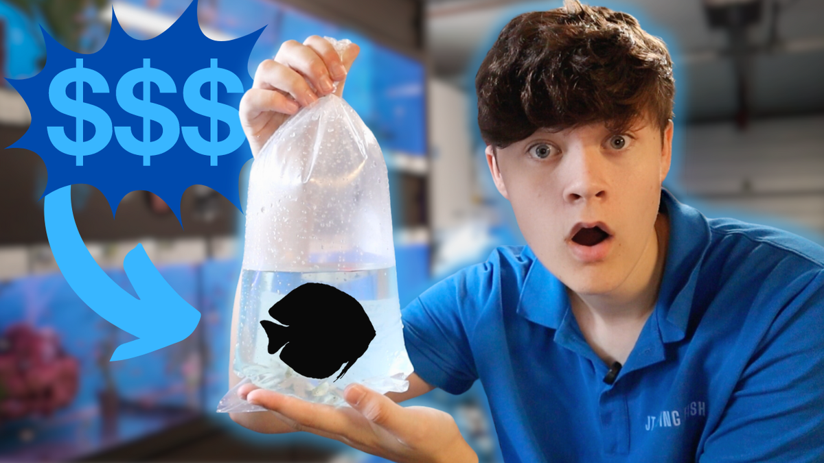 UNBOXING My BIGGEST Fish And Plant Order Yet! (€1000+) / YouTube Kanaal ...