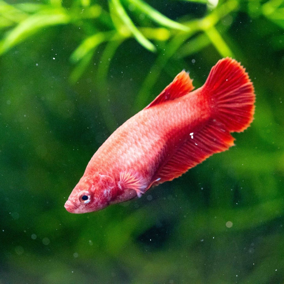 Betta Female - Siamese Kempis Vrouw | JT Keeping Fish