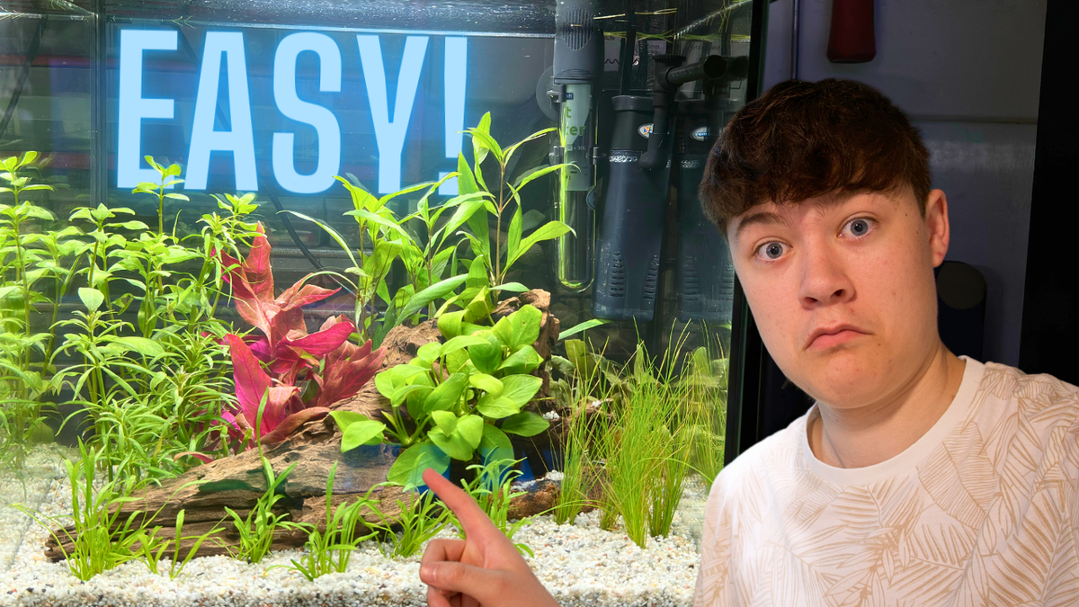 THIS Is How YOU Can Setup Your FIRST Ever Aquarium (Beginner Tank Setup) / YouTube Kanaal | JT ...