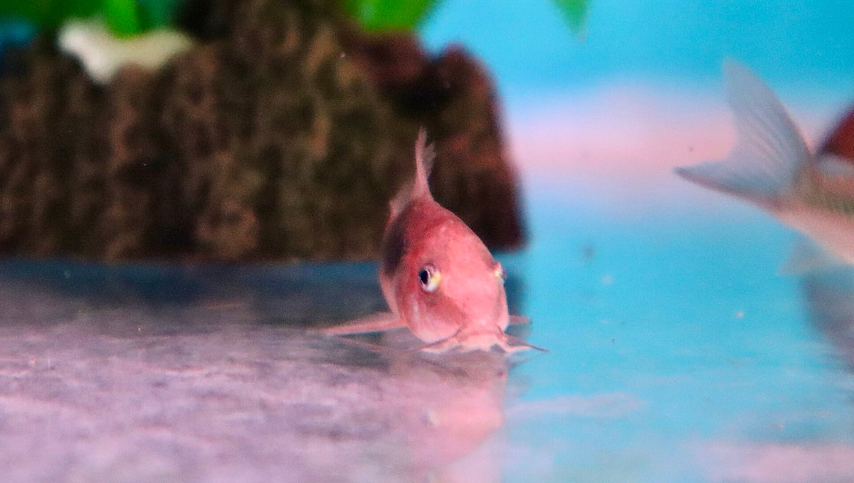 Corydoras Aenues - Bronze Corydoras | JT Keeping Fish