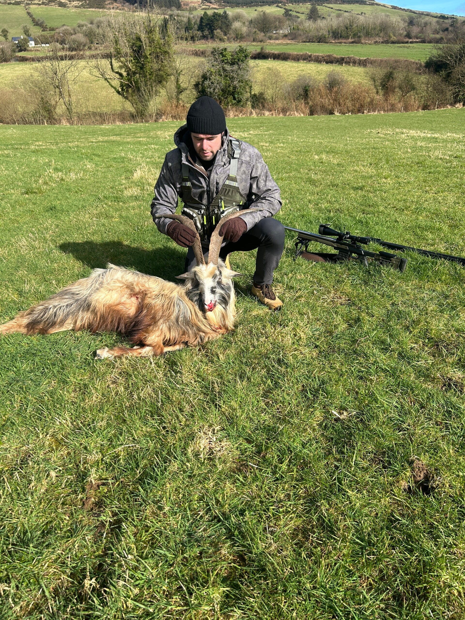 Guided Red Stag, Sika, Fallow Deer Hunting Trips Ireland