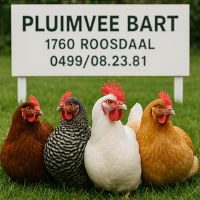 Pluimvee Bart