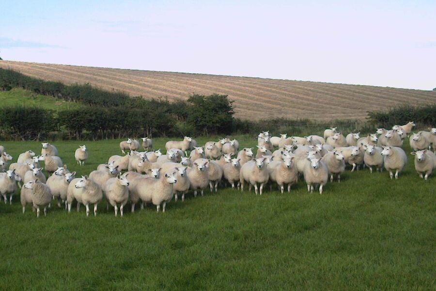 Lleyn Sheep Society