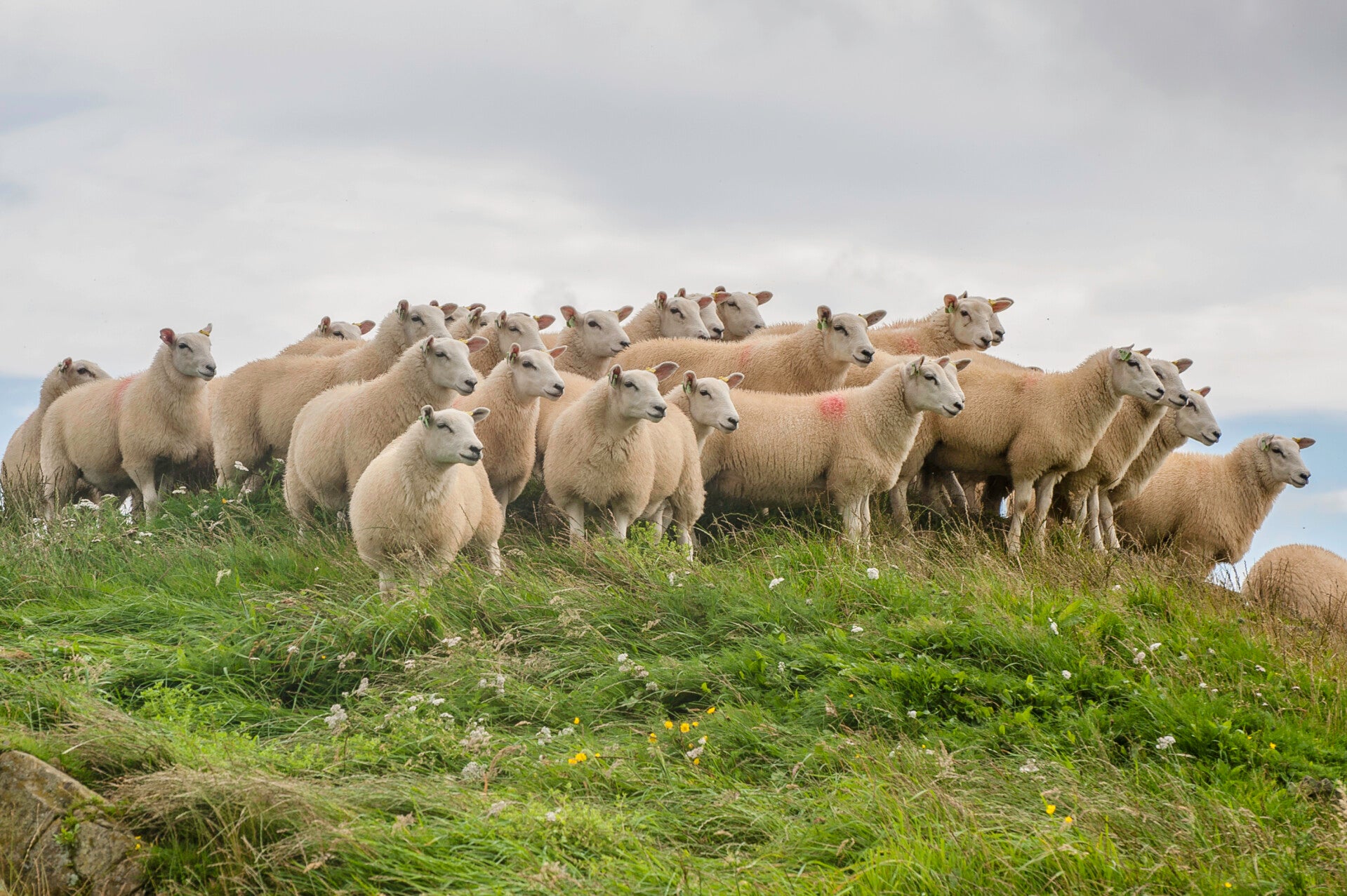 Lleyn Sheep Society