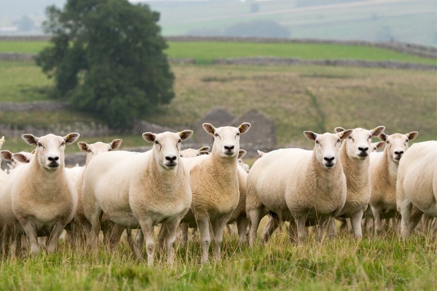 Lleyn Sheep Society