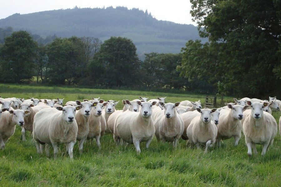 Lleyn Sheep Society