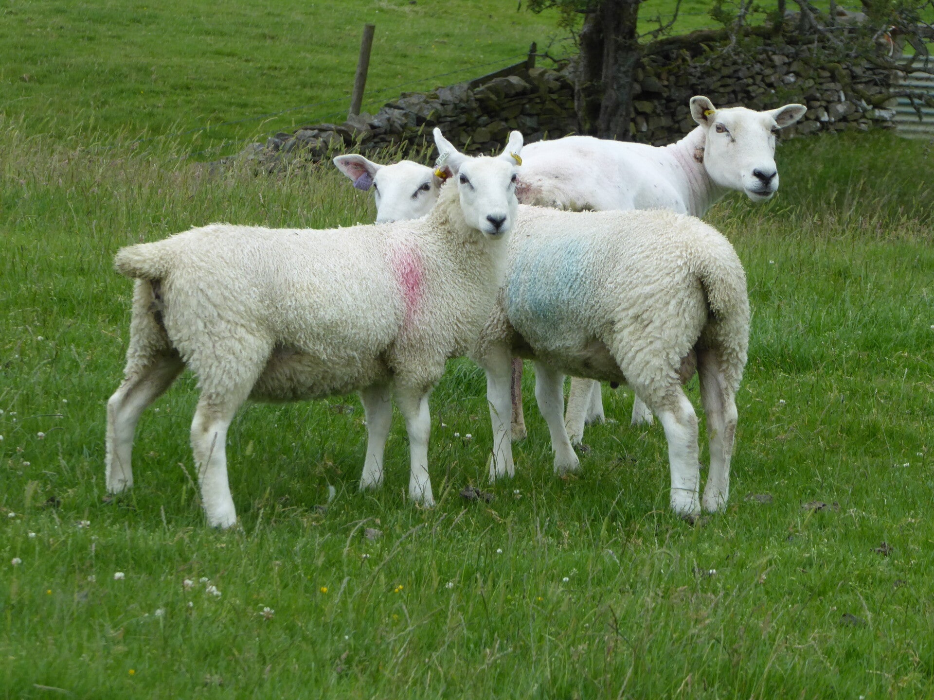 Commercial Lleyn Crosses / Lleyn | Lleyn Sheep Society