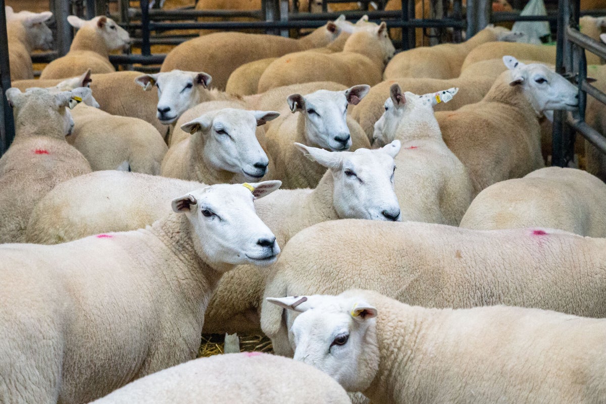 Online Sale & Report / Sales | Lleyn Sheep Society