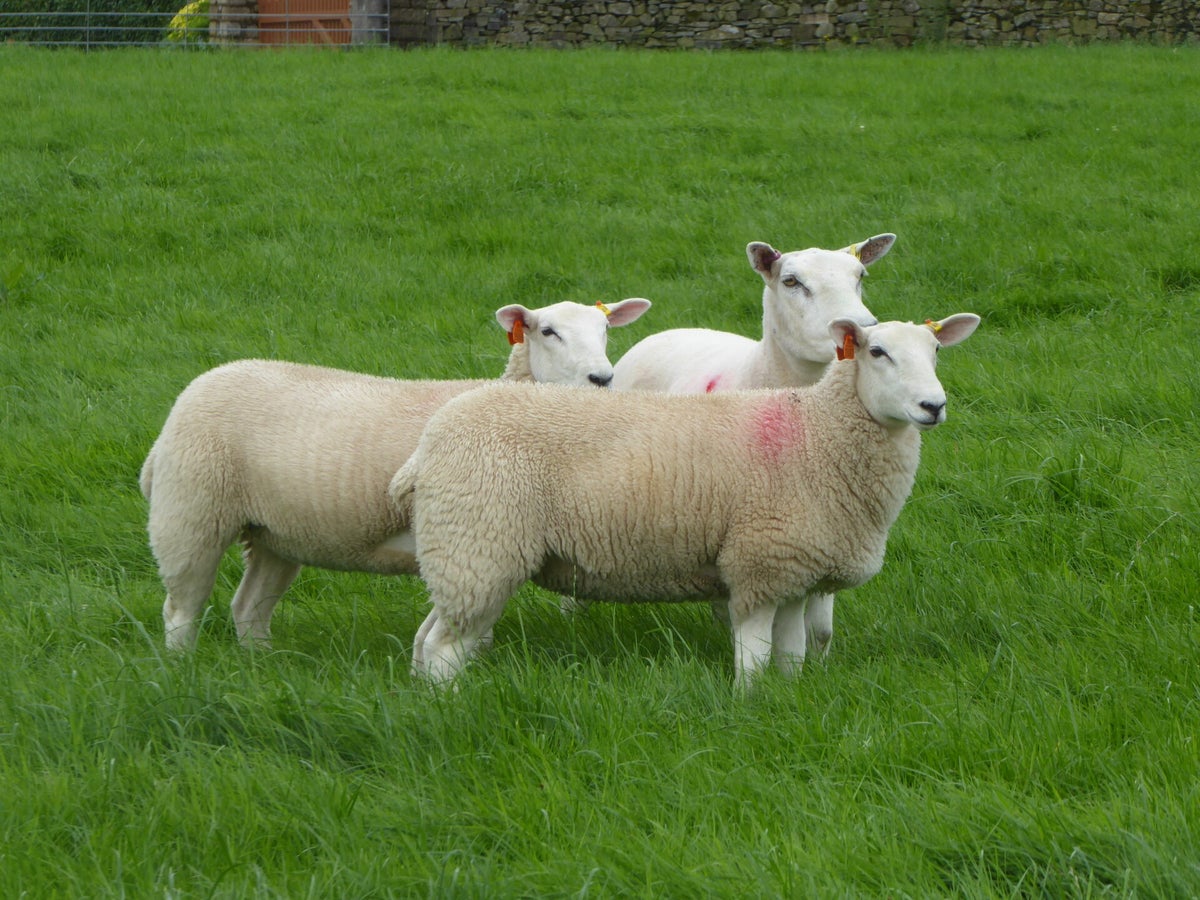 Lleyn Sheep Society