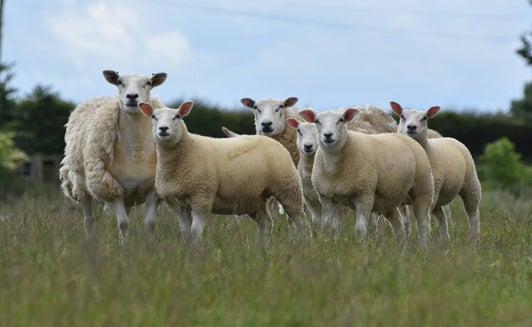 Commercial Lleyn Crosses / Lleyn | Lleyn Sheep Society