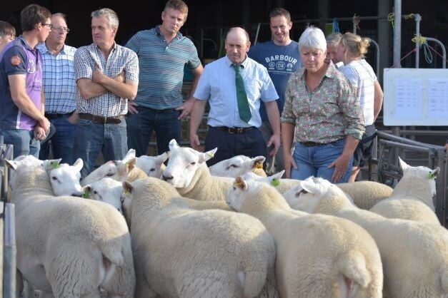 2024 Ram Inspection Dates / News | Lleyn Sheep Society