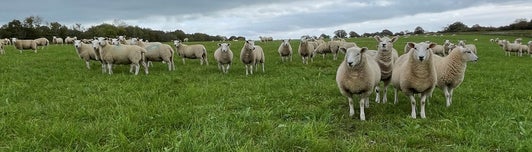 Lleyn Sheep for Sale / Sales | Lleyn Sheep Society