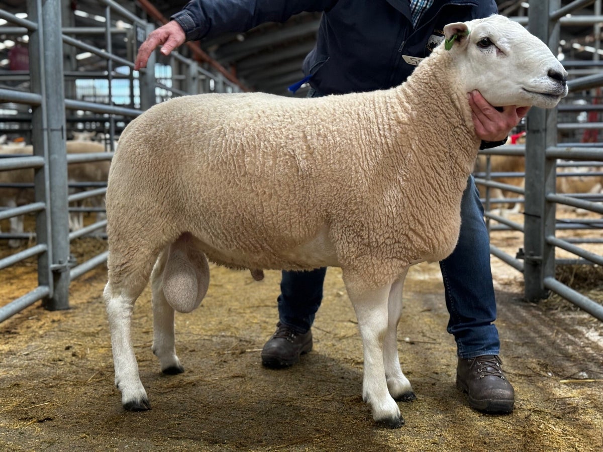 News | Lleyn Sheep Society