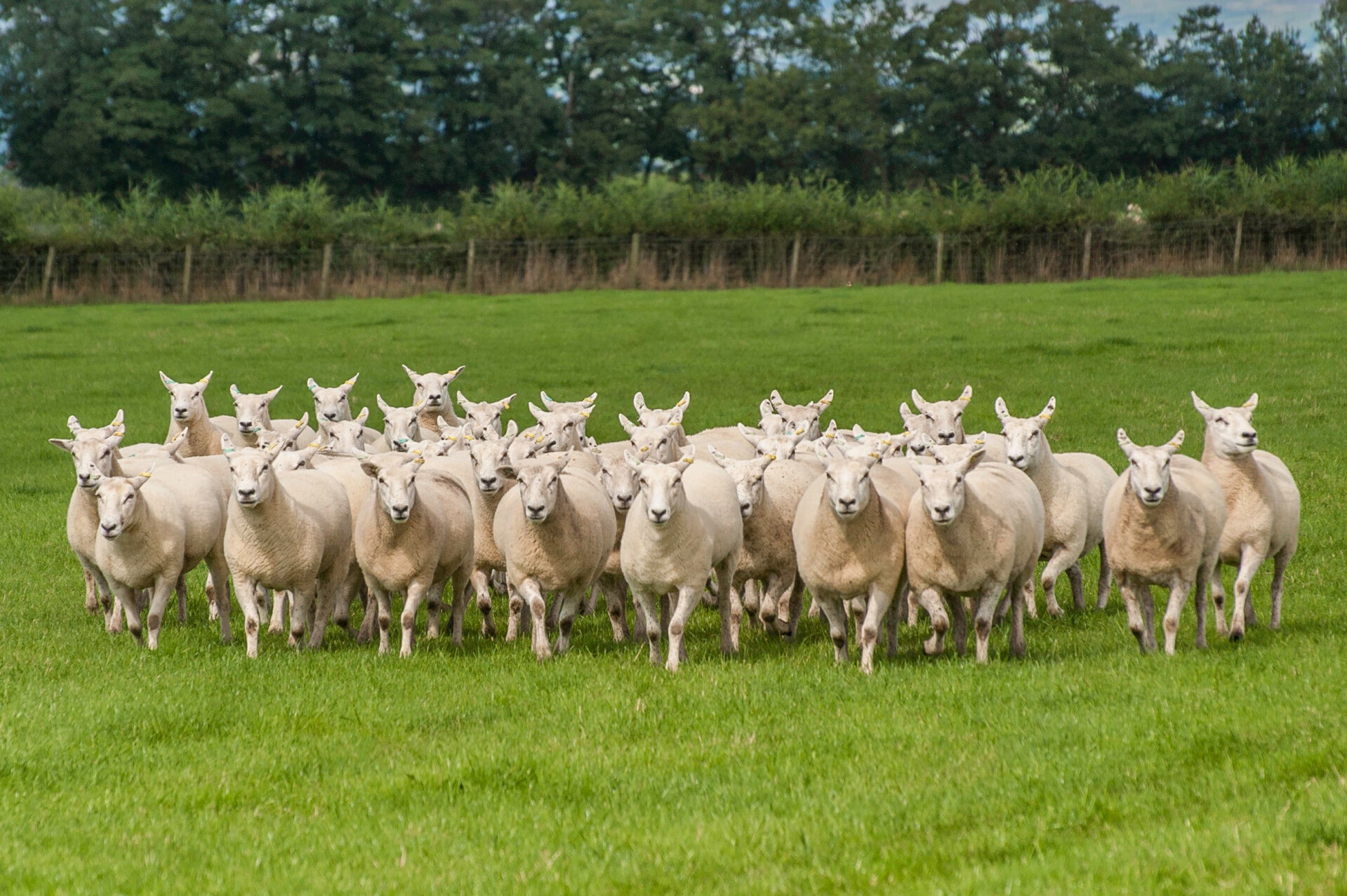 Lleyn Sheep Society