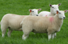 Why Lleyn / Lleyn | Lleyn Sheep Society