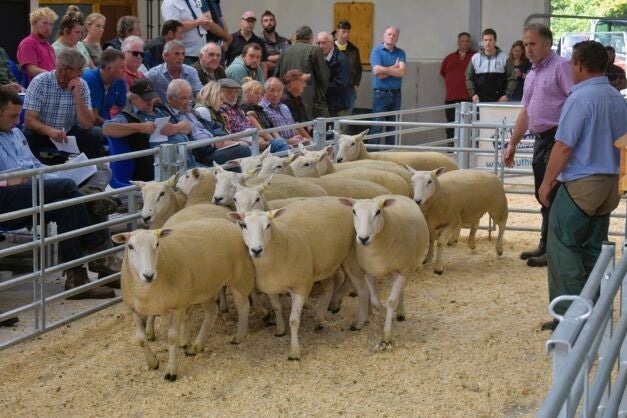 Society Sale Reports / Sales | Lleyn Sheep Society