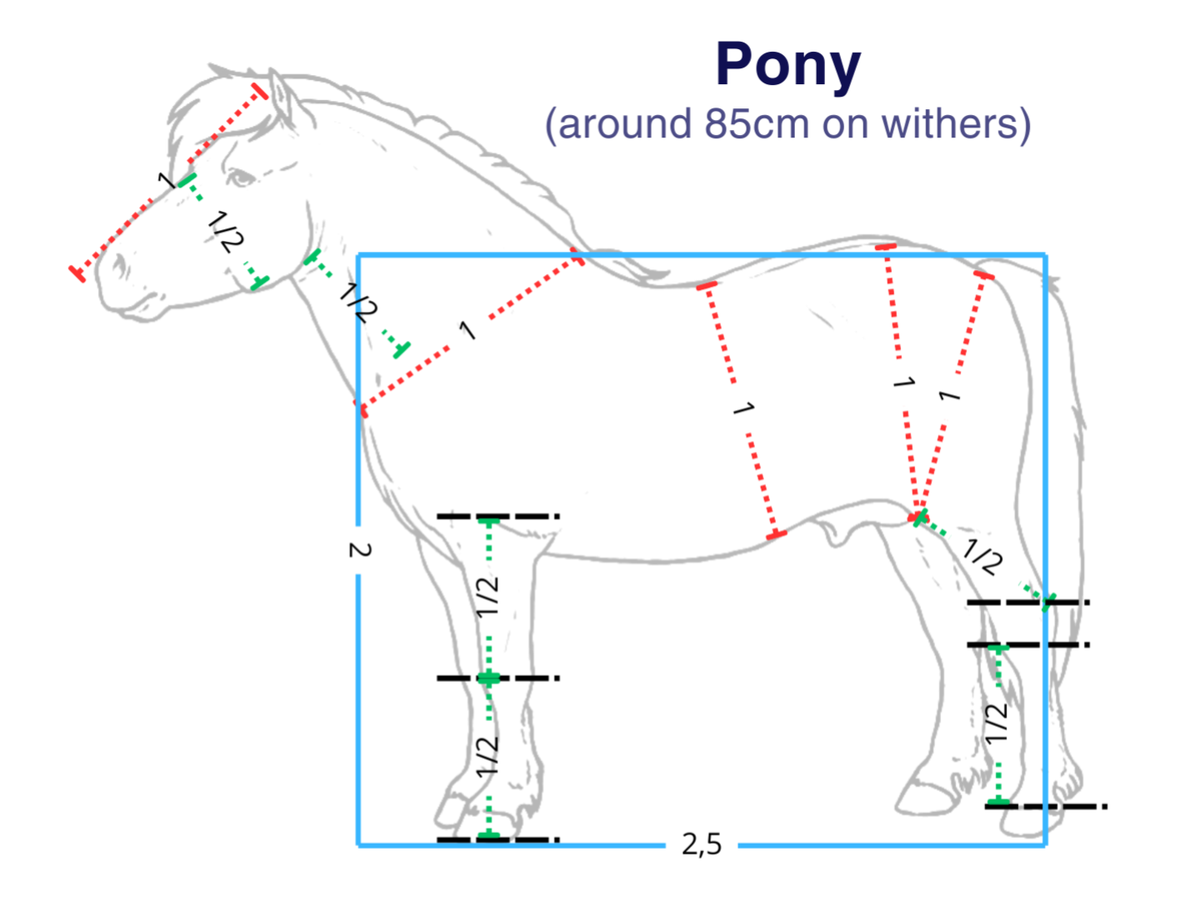 Anatomy and morphology / Horse Guide / Tutorials / Services | Tethys ...