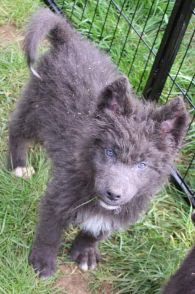 Onze honden | Wolventuin