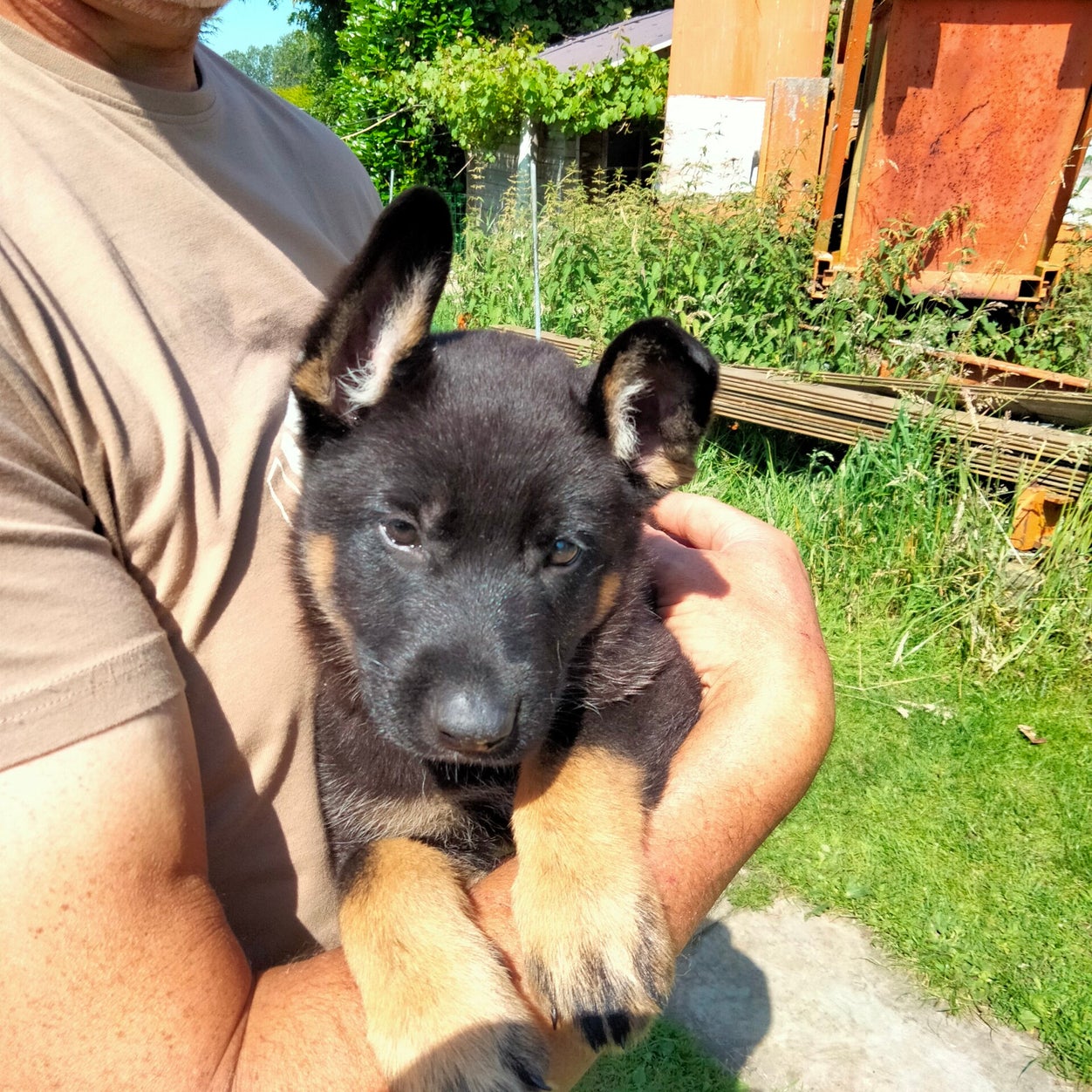 Duitse Herder pup