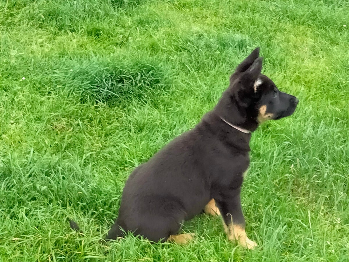 pups | Duitse Herder pup