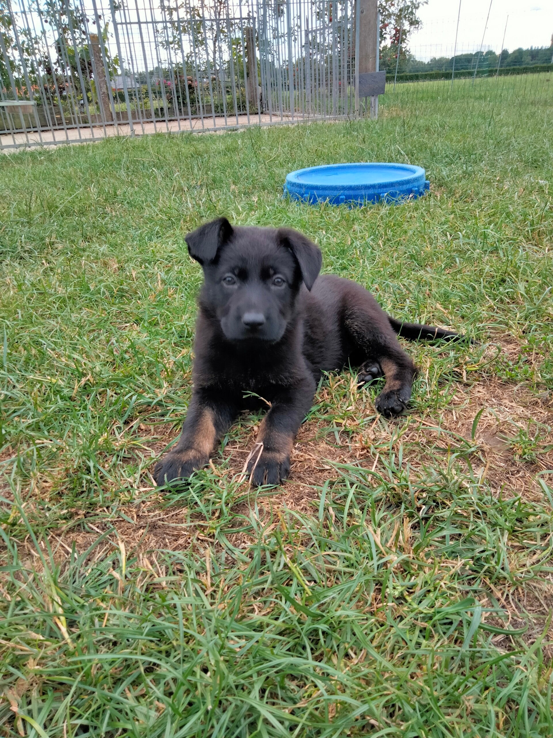 pups | Duitse Herder pup