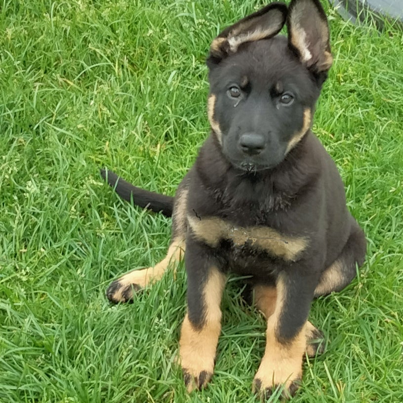 Duitse Herder pup