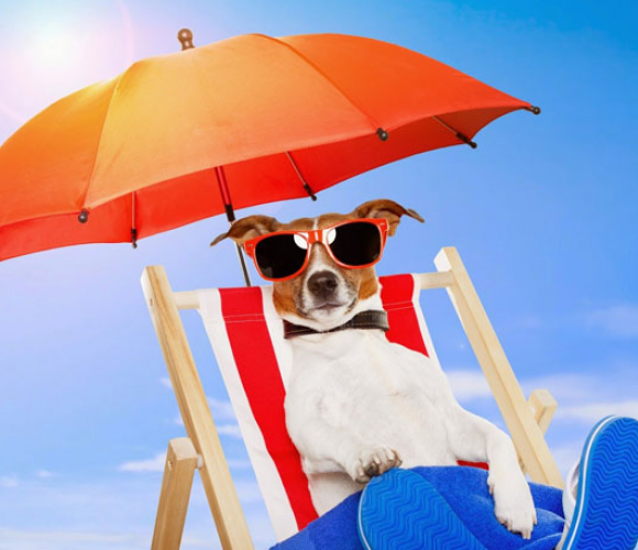 weetjes over honden | Pascal's honden weetjes