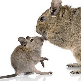 Degoes / Voeding per diersoort / Nutrition by animal species ...