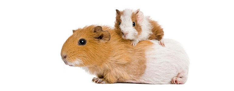 Cavia's / Voeding per diersoort / Nutrition by animal species ...