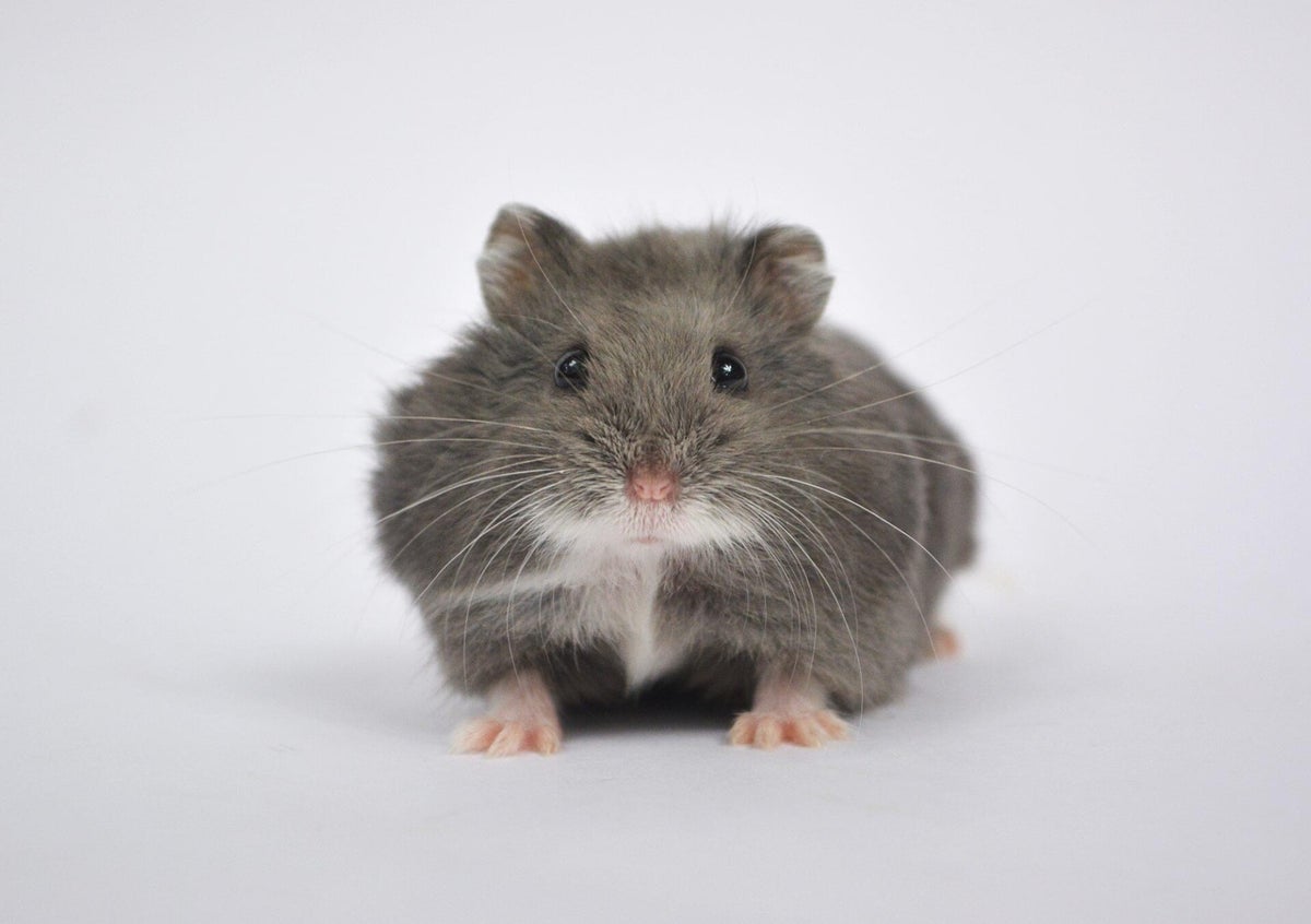 Campbelli dwerghamster / Voeding per diersoort / Nutrition by animal ...