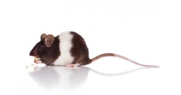 Kleurmuizen / Voeding per diersoort / Nutrition by animal species ...