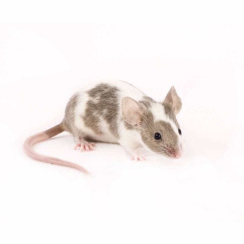 Kleurmuizen / Voeding per diersoort / Nutrition by animal species ...
