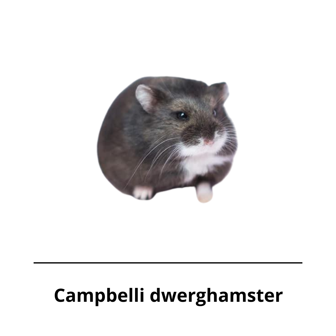Campbelli dwerghamster / Voeding per diersoort / Nutrition by animal ...