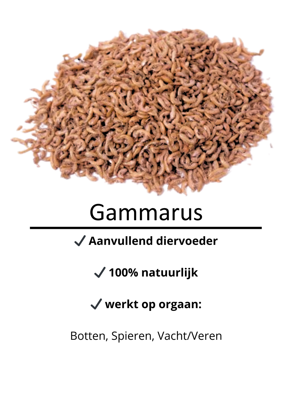 Gammarus / Amphipods | rodenttopia.com