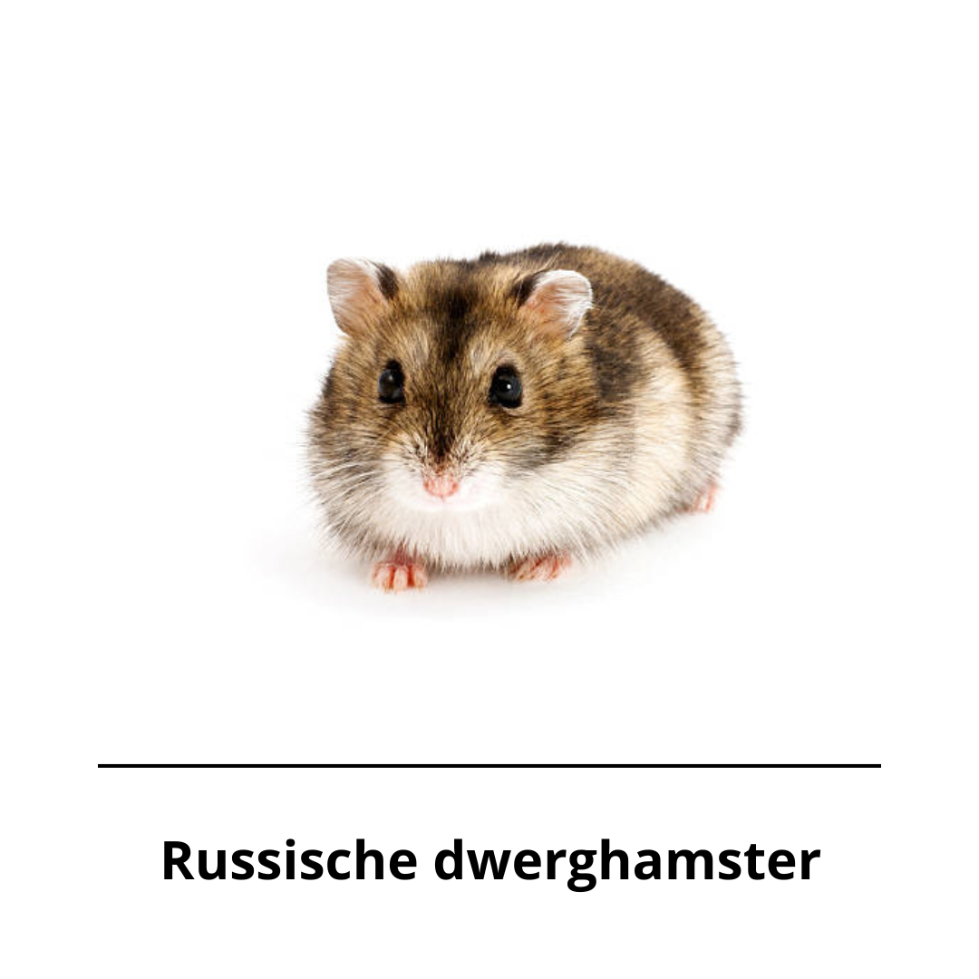 Russische dwerghamster / Voeding per diersoort / Nutrition by animal ...