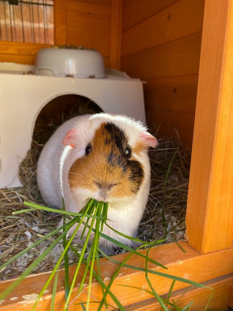 Guinea Pig Paperwork