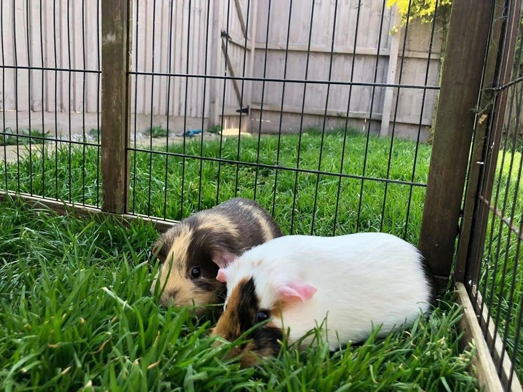 Guinea Pig Paperwork