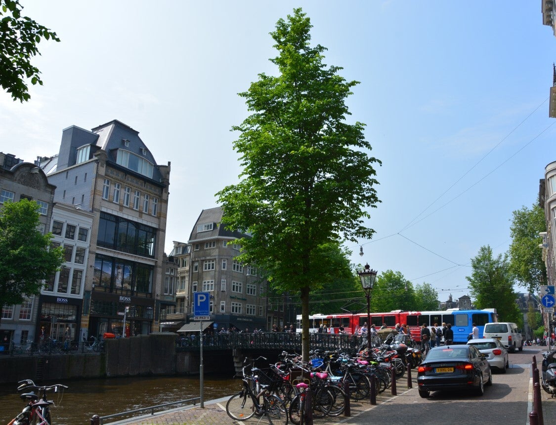 Handleiding aanmaken i-Tree Eco project / Nieuws | Platform i-Tree ...