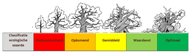 De ecologische score van bomen in combinatie met i-Tree / Projecten ...