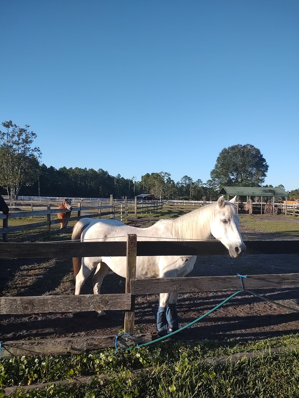 ABOUT US | LIGHTHOUSE RANCH EQUINE THERAPY CENTER