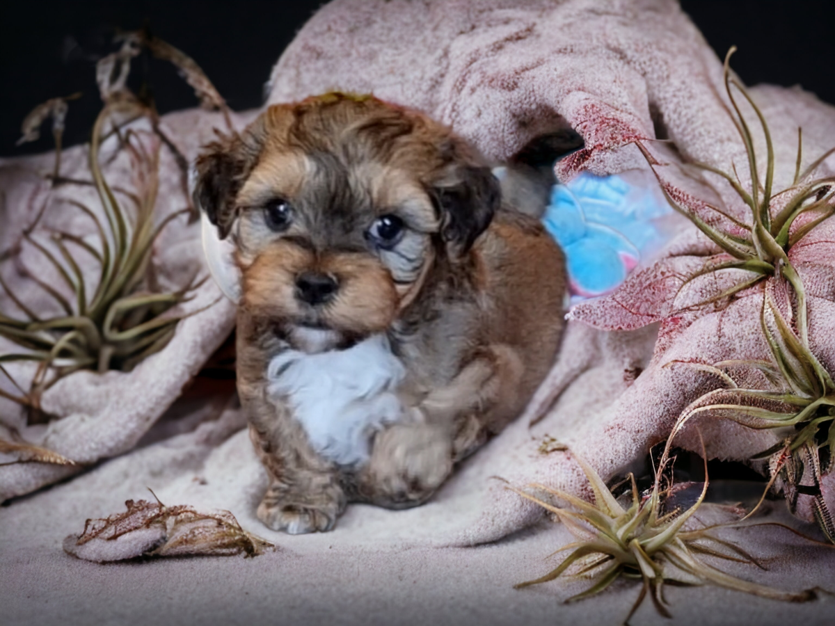Boompoo pups goed gesocialiseerd en met zorg opgevoed.