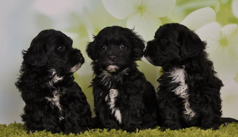 Boompoo pups goed gesocialiseerd en met zorg opgevoed.