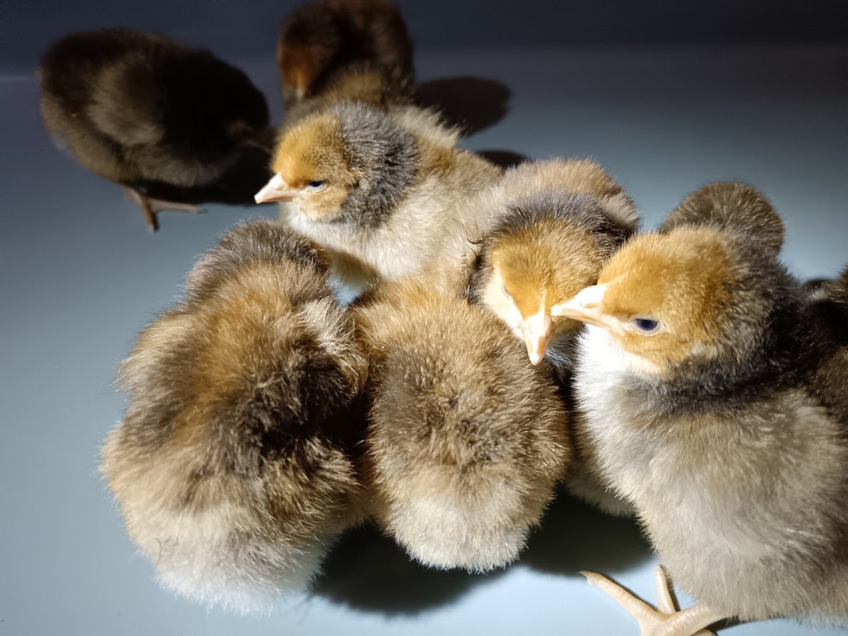 Cornish Country Chicks
