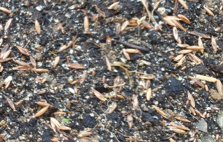 LA NUOVA SEMINA DI UN TAPPETO ERBOSO / TOP SOIL E SEMINA | SEMPRE AL ...