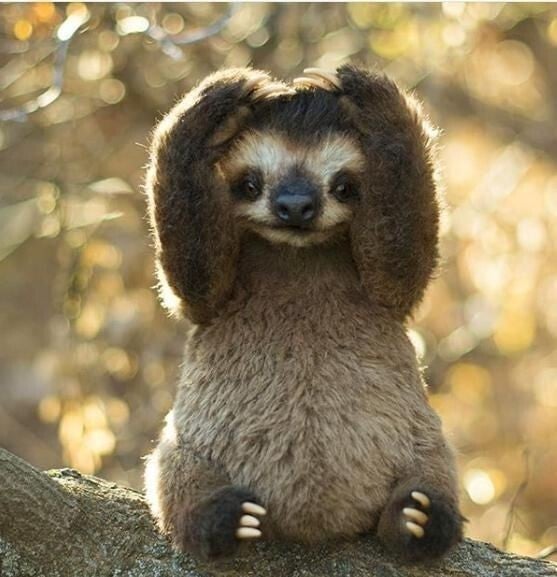 Animaux