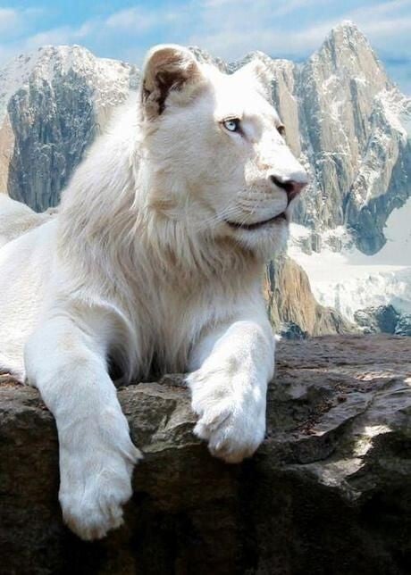 Animaux